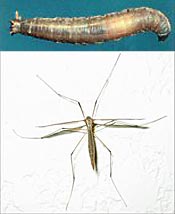 Professional Lawn Care Association of Ontario :: Lawn Insects